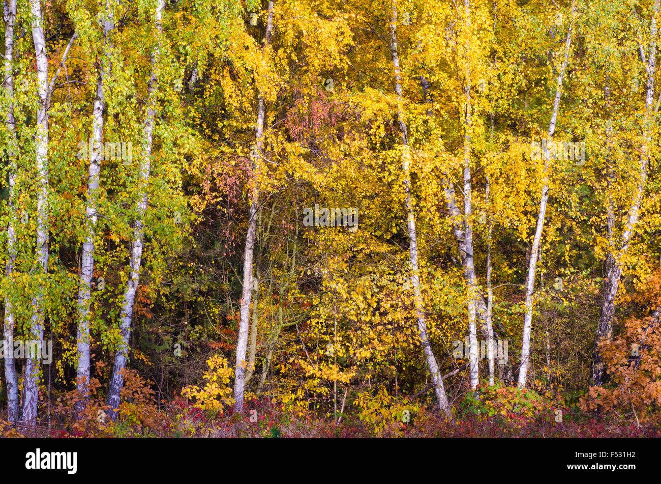 Bich birches hi-res stock photography and images - Alamy