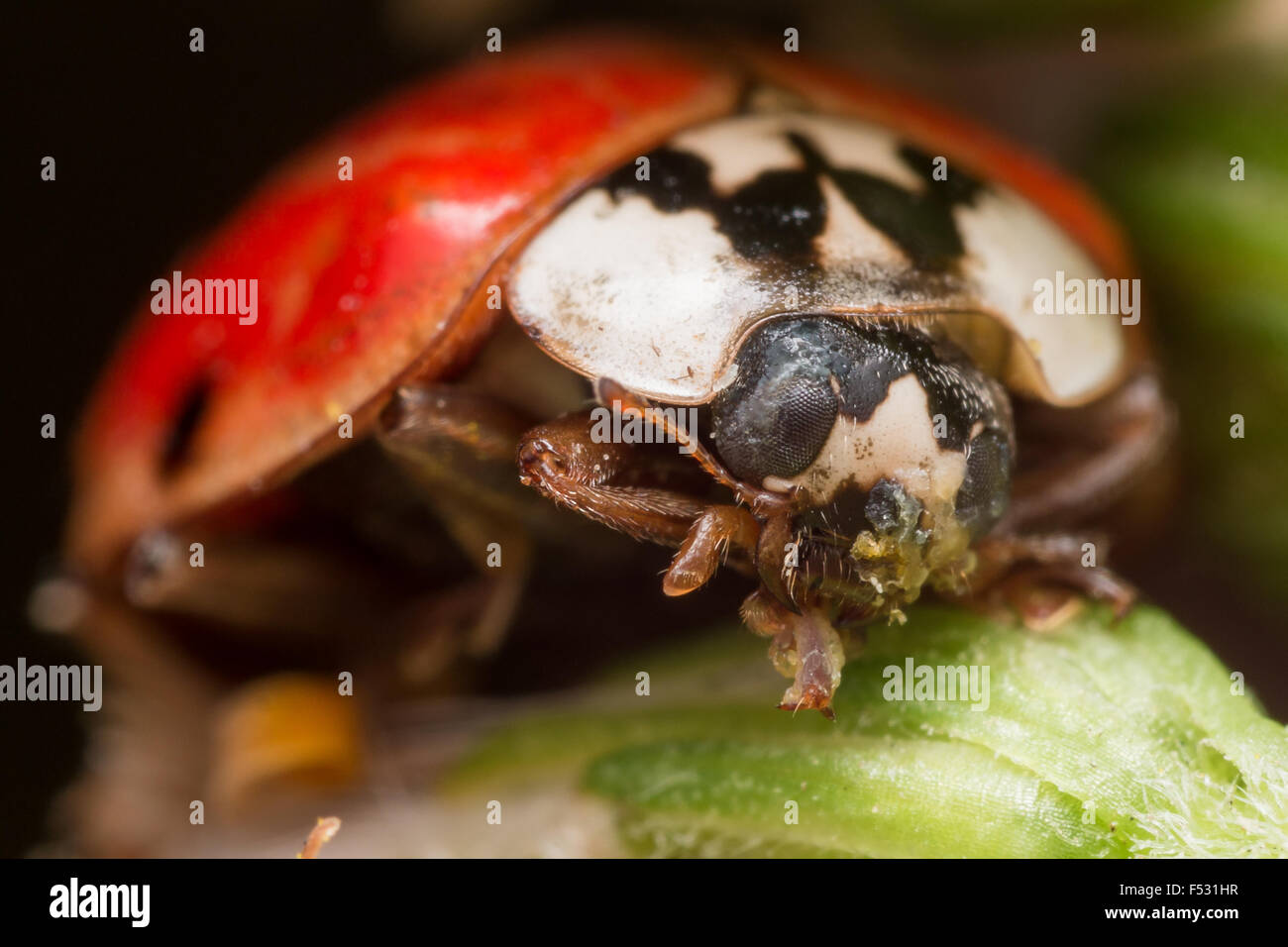 Close up portrait of Asian lady beetle (Ladybug) on tiny green flower Stock Photo - Alamy