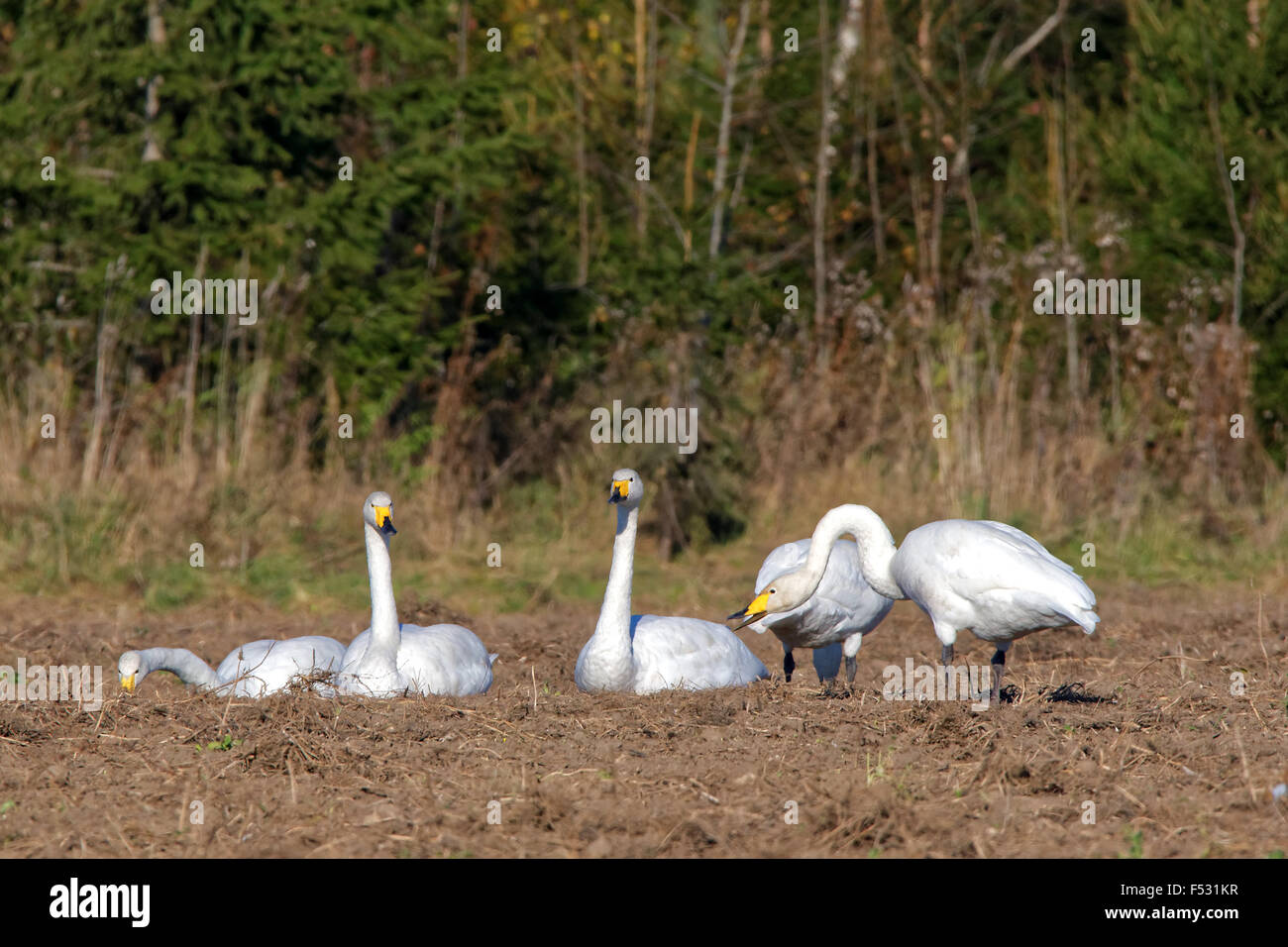 Cygnus animal hi-res stock photography and images - Alamy