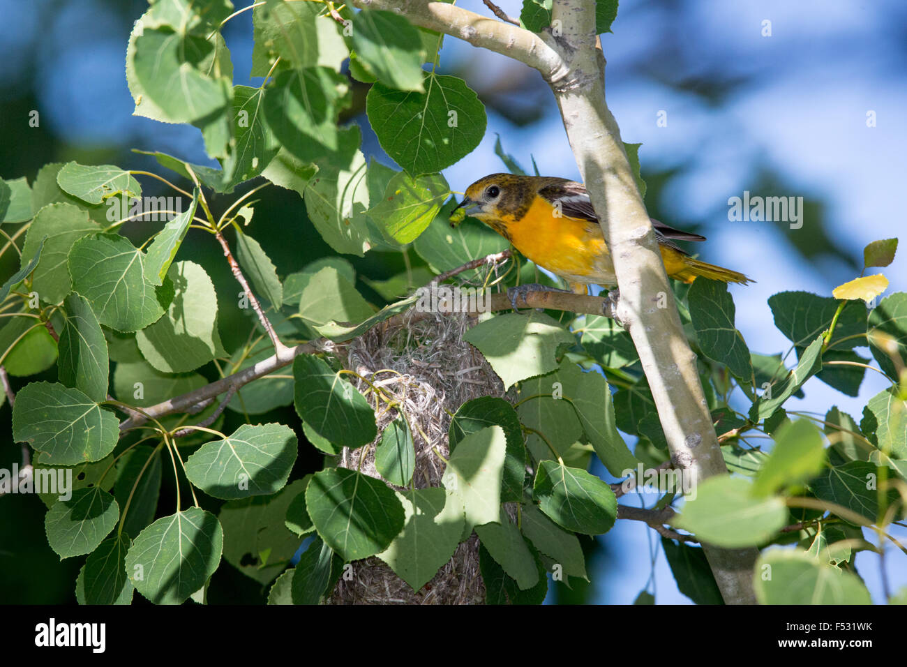 Female northern oriole hi-res stock photography and images - Alamy