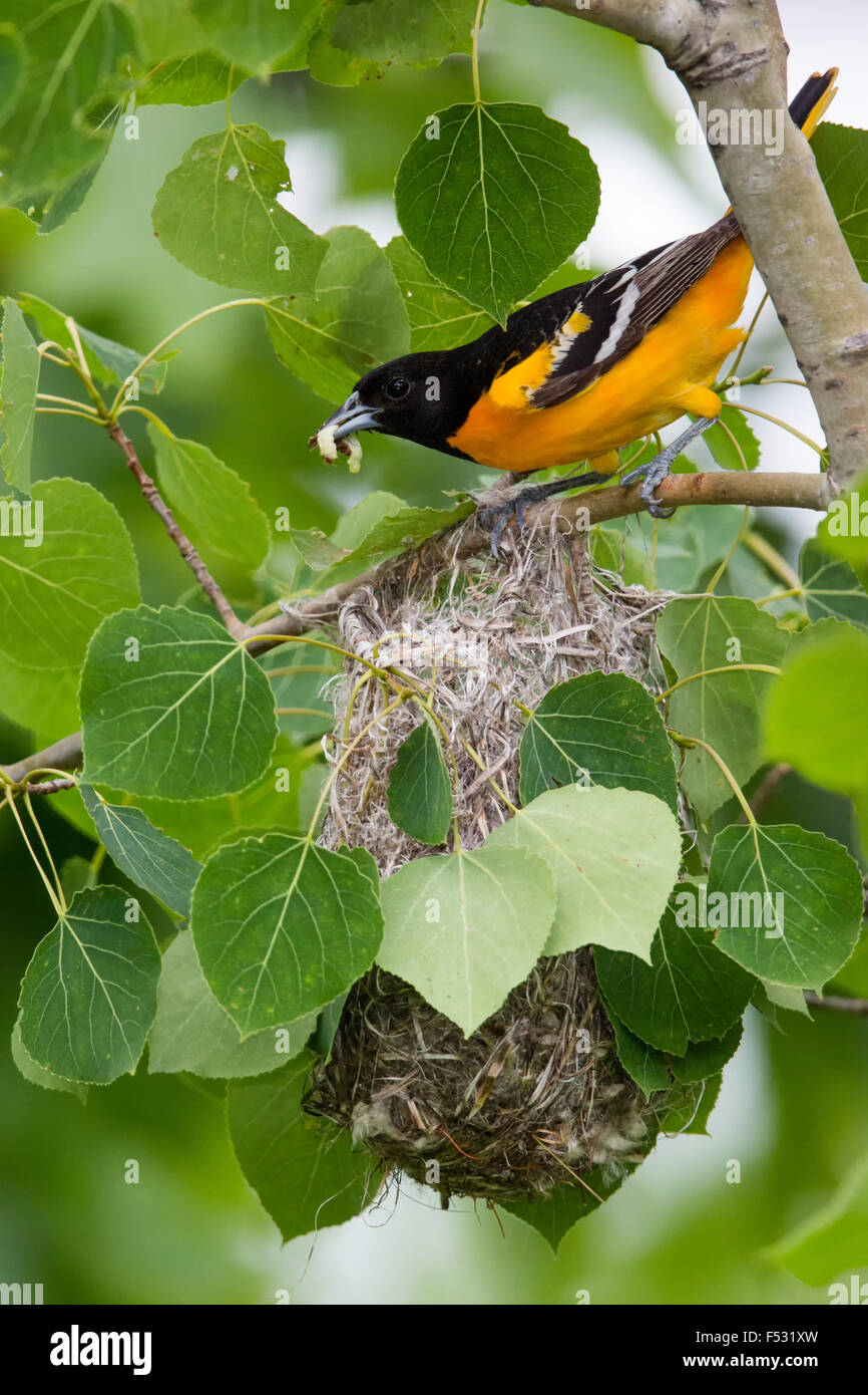 Male baltimore oriole nest hi-res stock photography and images - Alamy