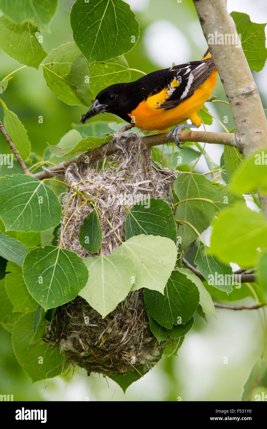 Male baltimore oriole nest hi-res stock photography and images - Alamy