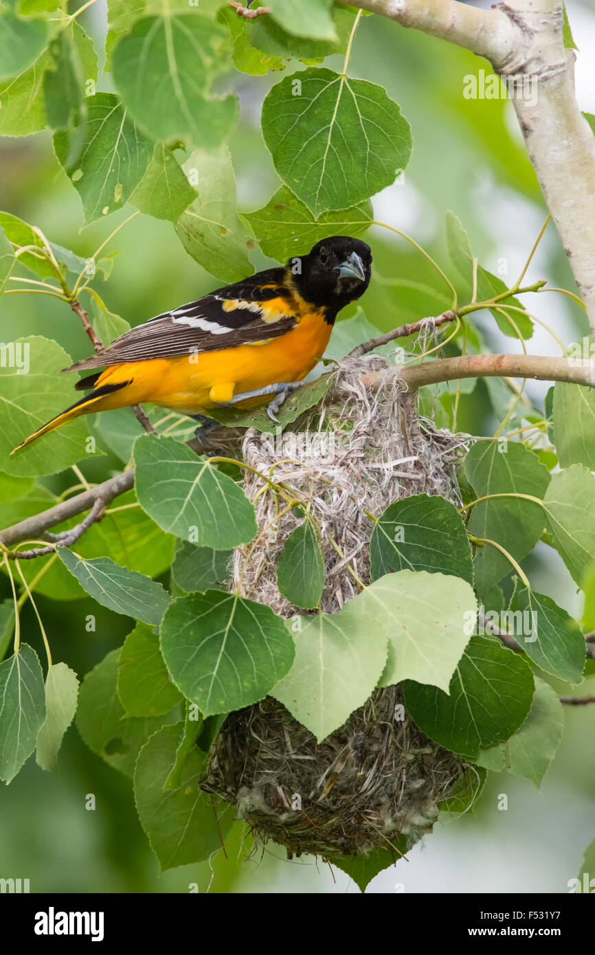 Baltimore oriole - male Stock Photo - Alamy