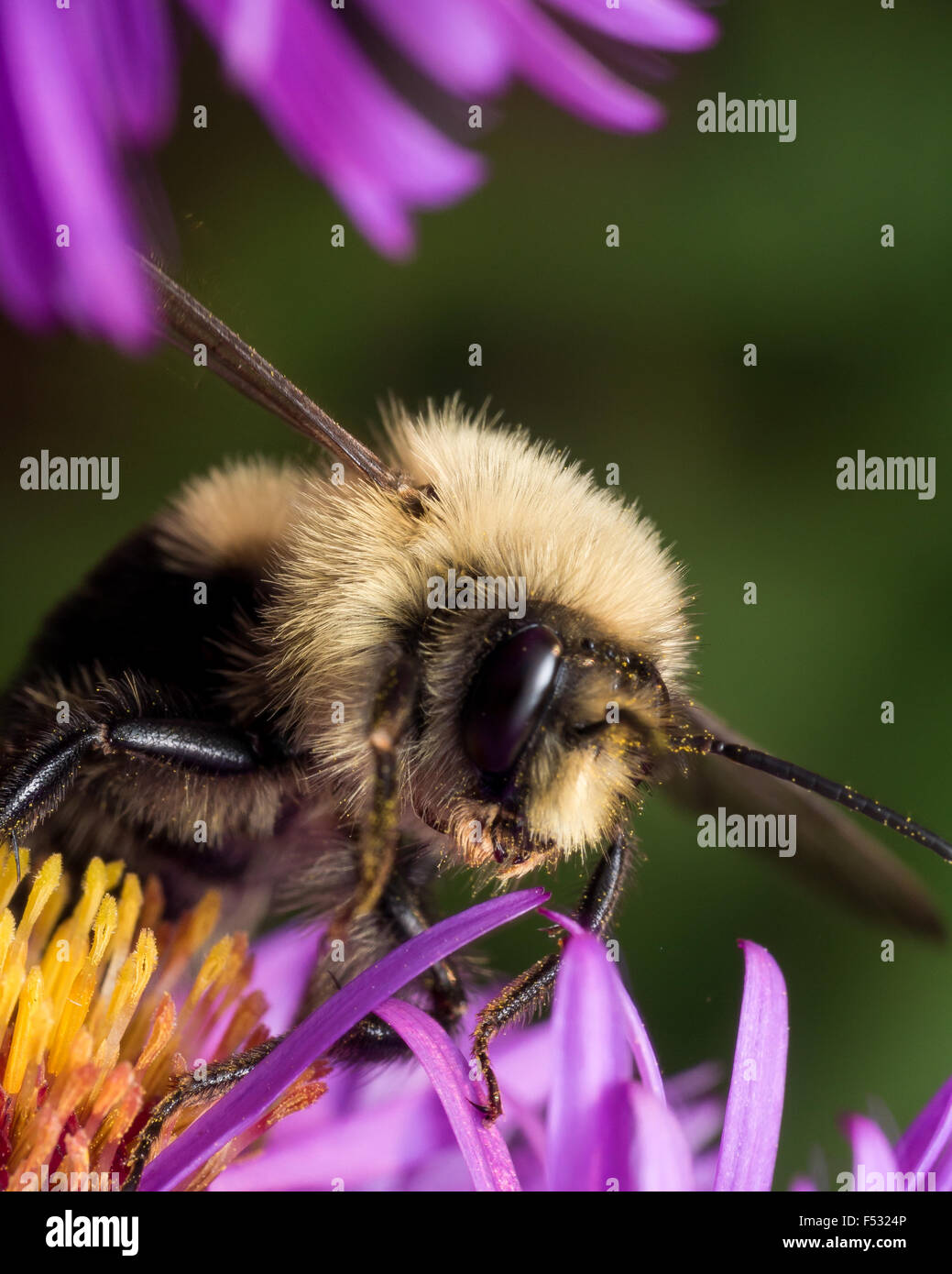 Profile view of fuzzy bumblebee covered in pollen on purple aster Stock ...