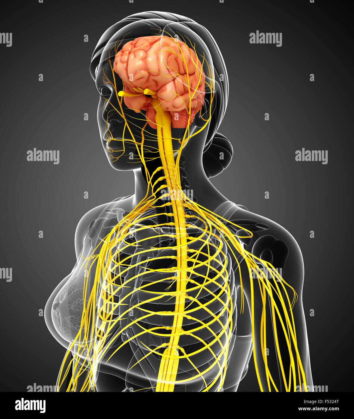 Illustration of Female shoulder nervous system artwork Stock Photo - Alamy