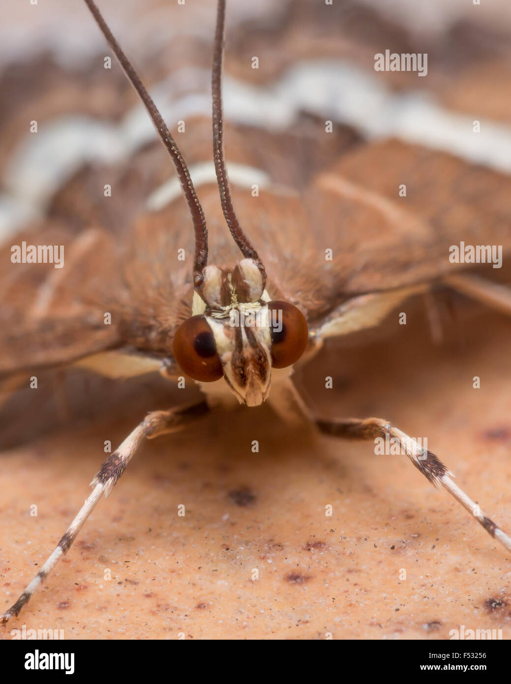 Close photo of moth shows distinctive red eyes and hooked white stripe ...