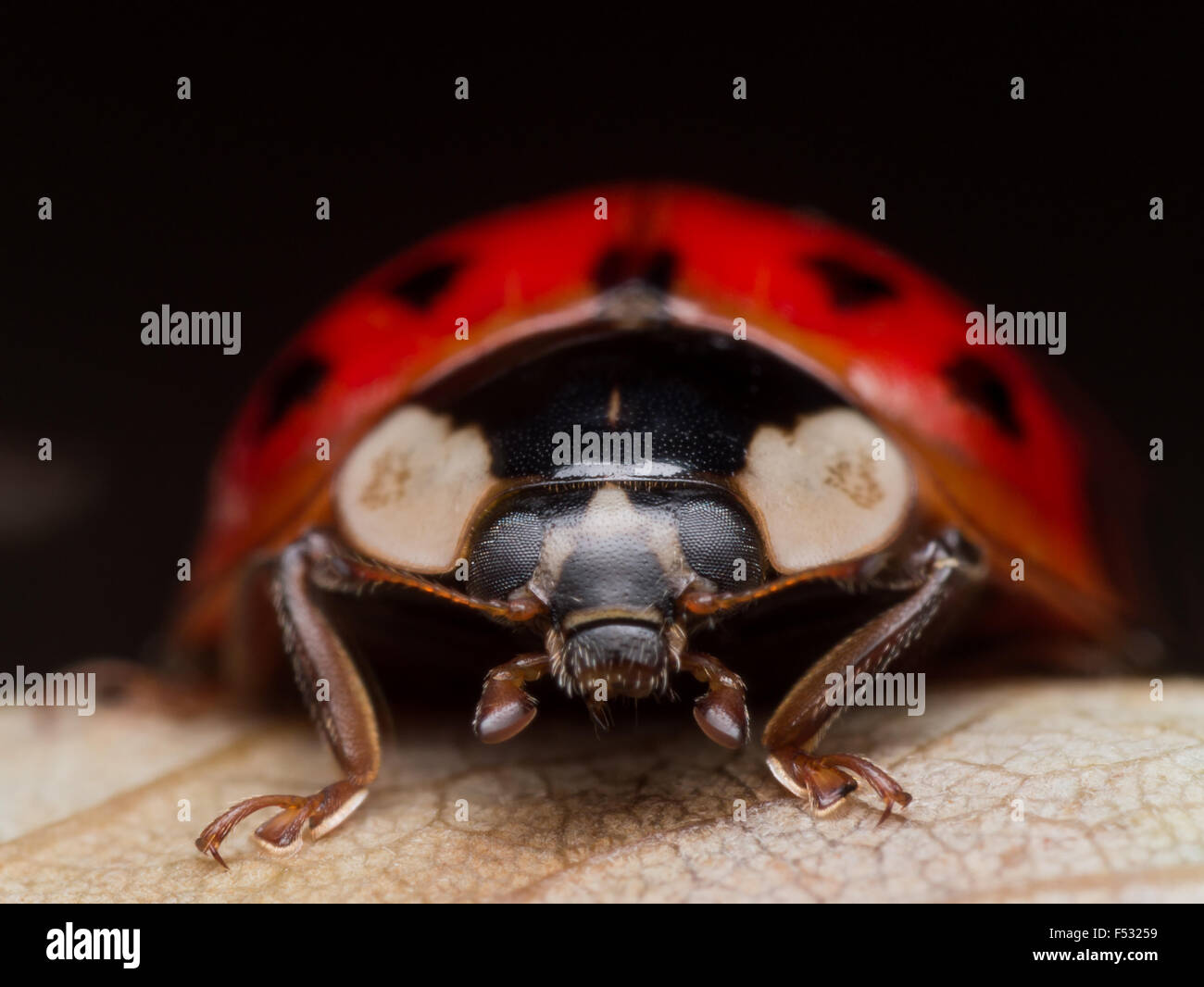 Staring right at you hi-res stock photography and images - Alamy