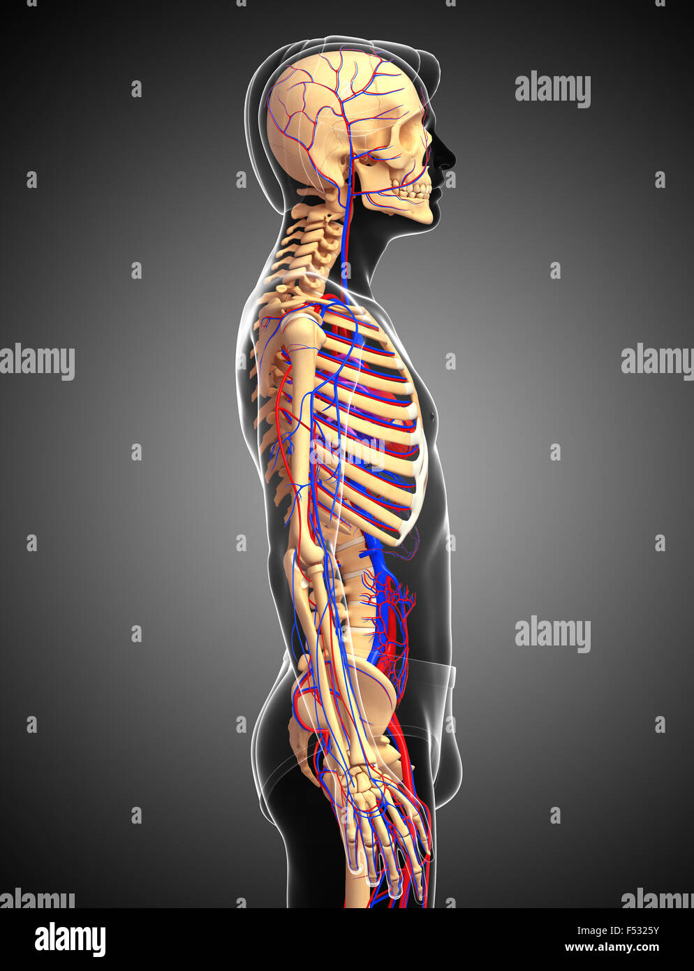 Illustration of male skeletal circulatory system Stock Photo - Alamy