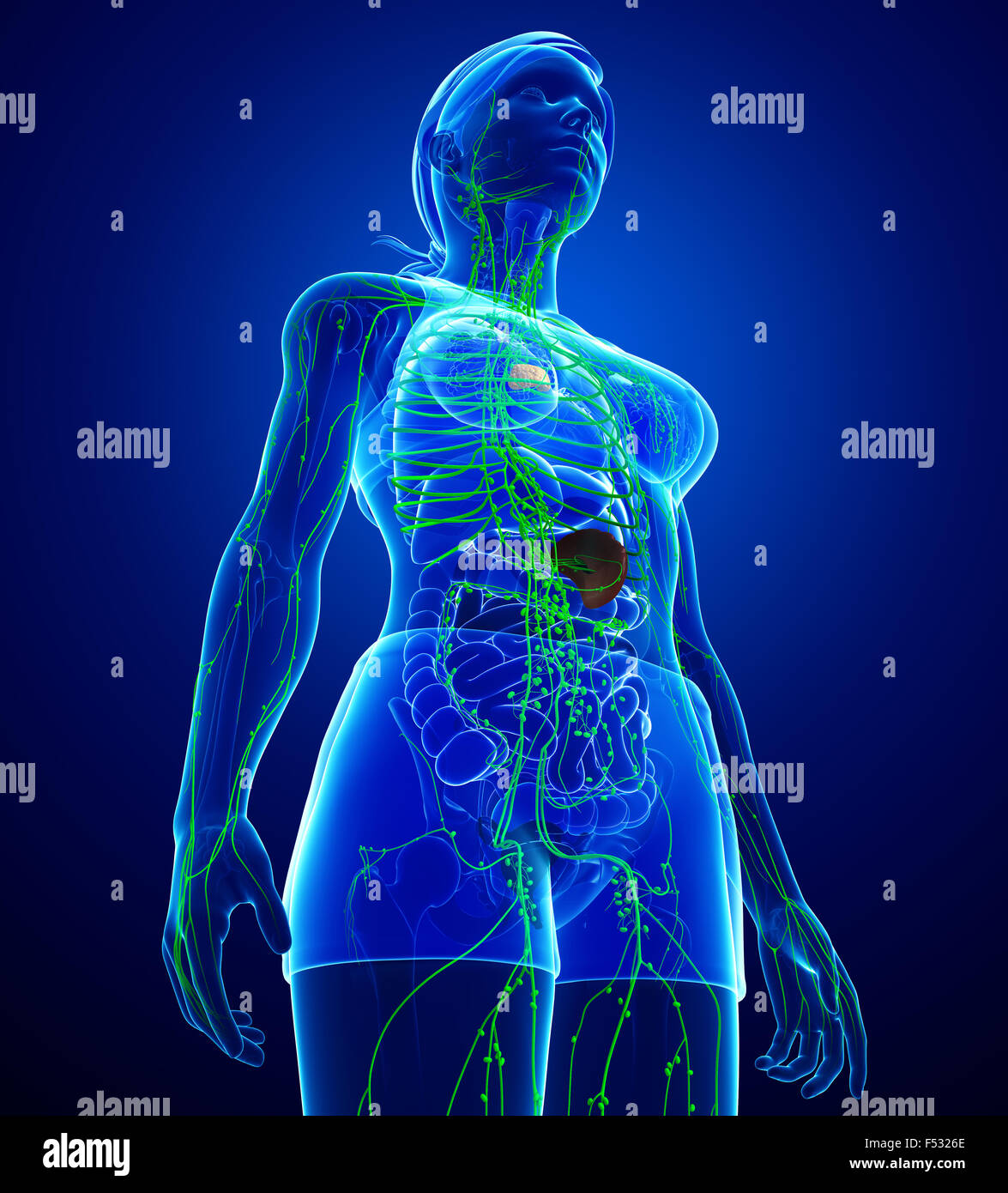 Illustration of female body lymphatic system Stock Photo - Alamy