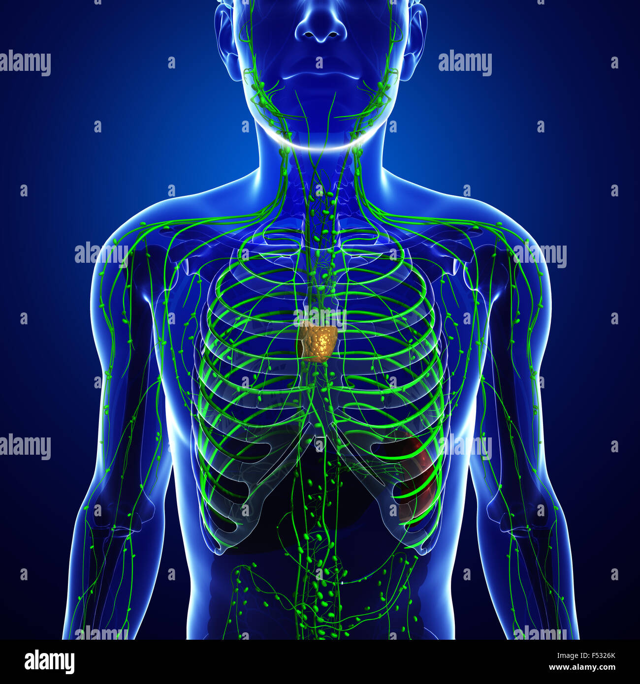 Illustration of male body lymphatic system Stock Photo - Alamy