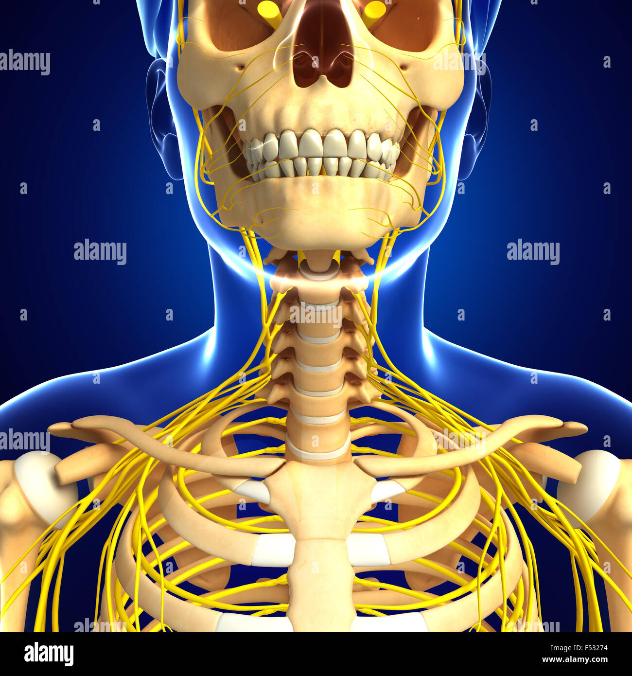 Illustration of human skeleton with nervous system Stock Photo - Alamy