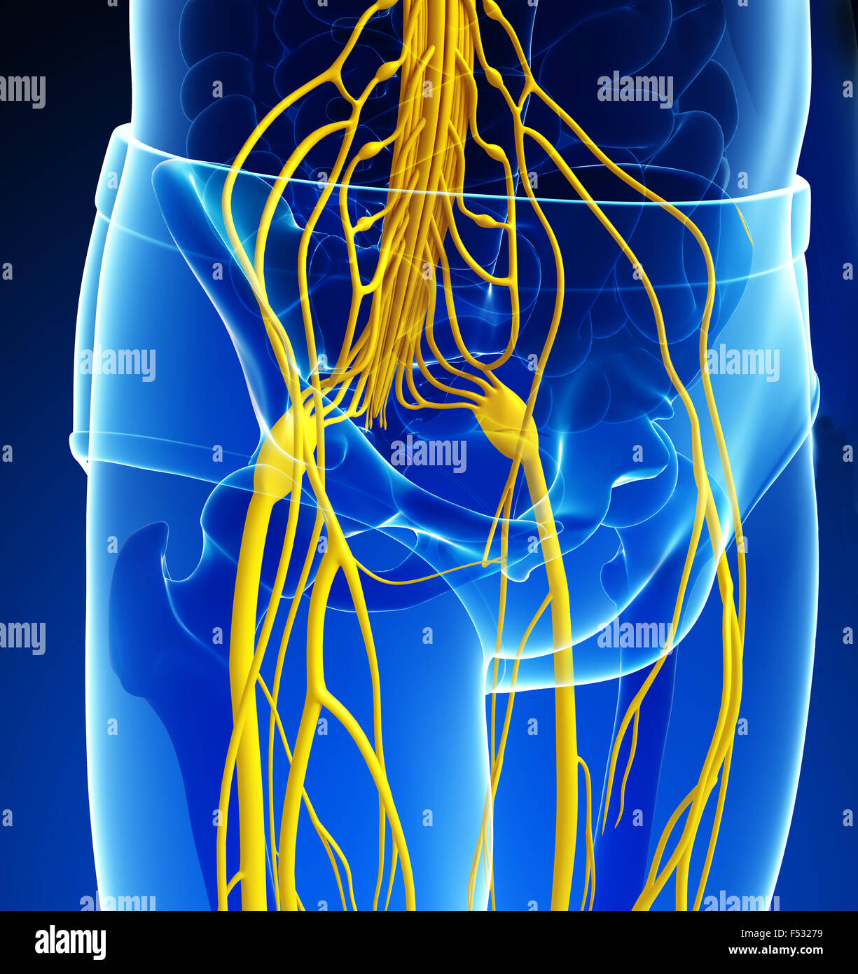 Illustration of Male pelvic girdle nervous system artwork Stock Photo ...