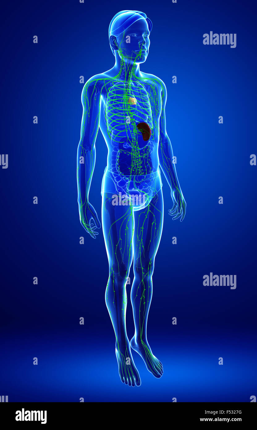 Illustration of male body lymphatic system Stock Photo - Alamy