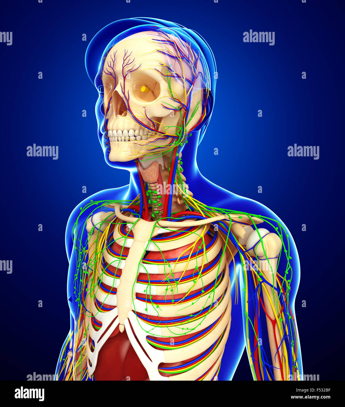 illustration of Lymphatic, skeletal, nervous and circulatory system of ...