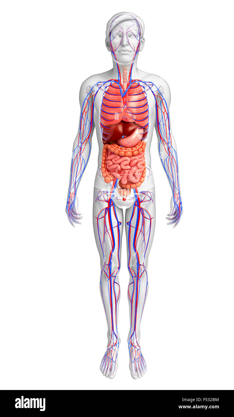 Digestive and circulatory system of male body artwork Stock Photo - Alamy
