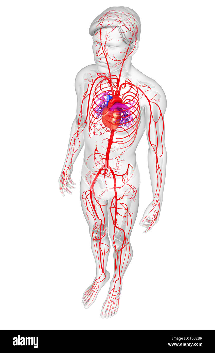 3d rendered illustration of male arterial system Stock Photo - Alamy