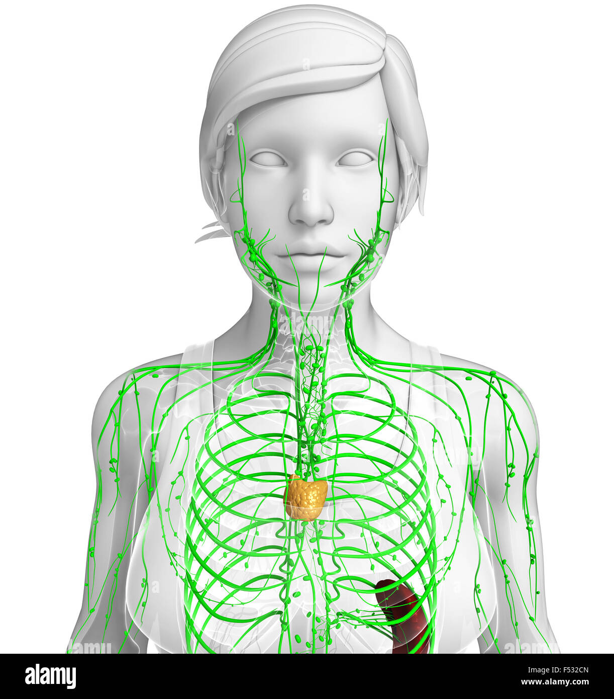 Illustration of female body lymphatic system Stock Photo - Alamy