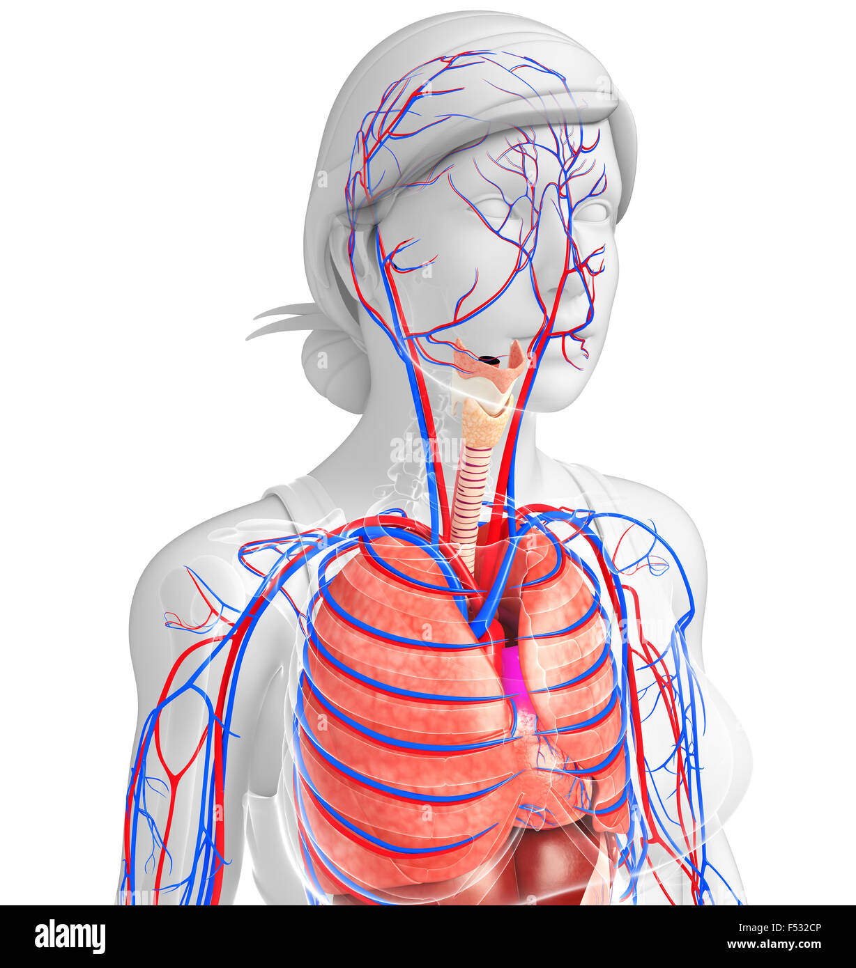 Circulatory And Respiratory System