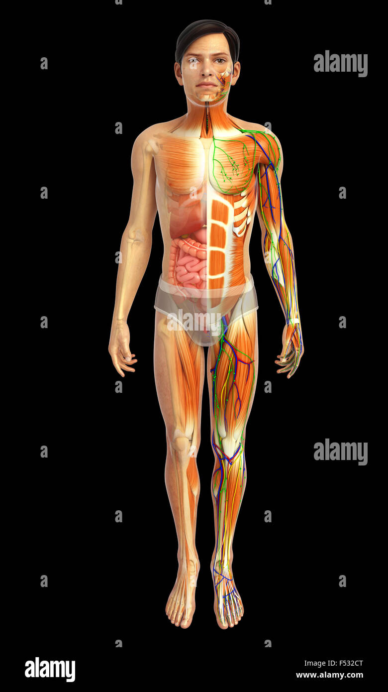 3d rendered illustration of human body Stock Photo - Alamy
