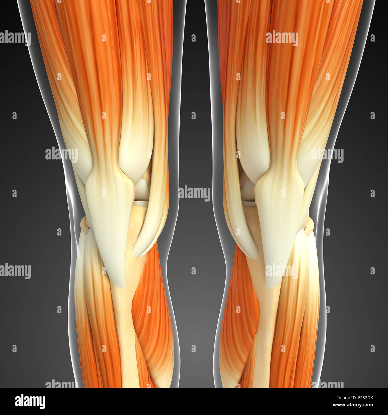 3d rendered illustration of human body Stock Photo - Alamy