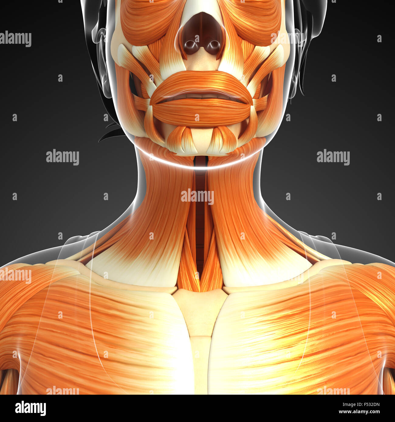 3d rendered illustration of human body Stock Photo - Alamy