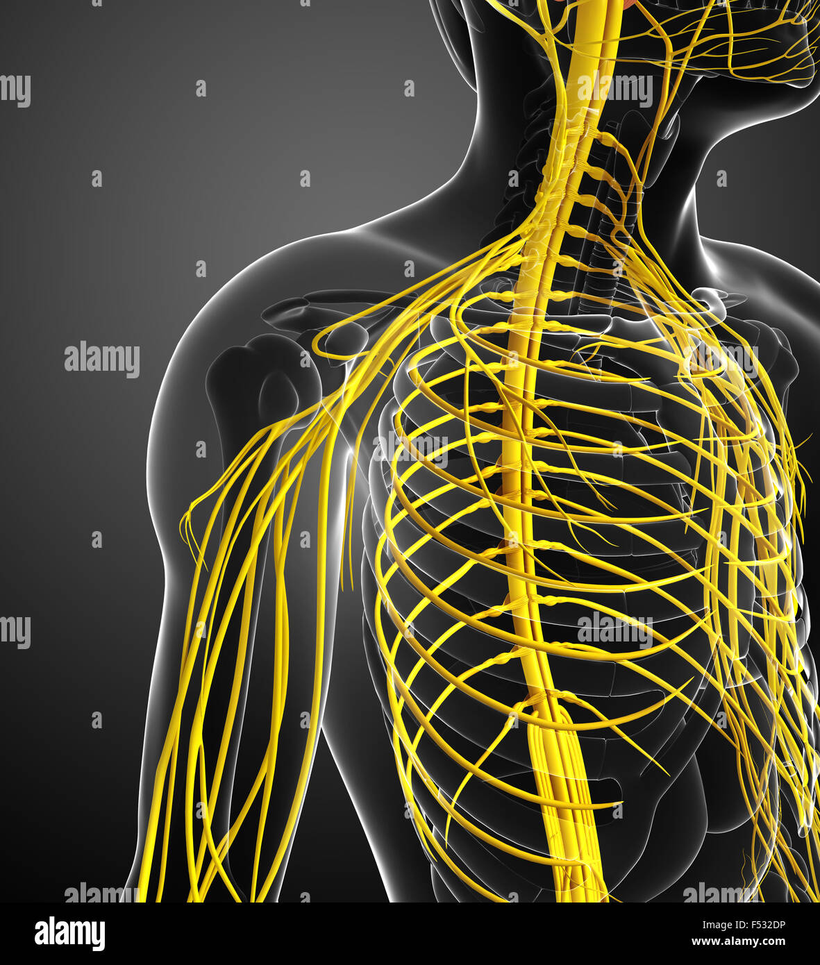 Nerves shoulder hi-res stock photography and images - Alamy