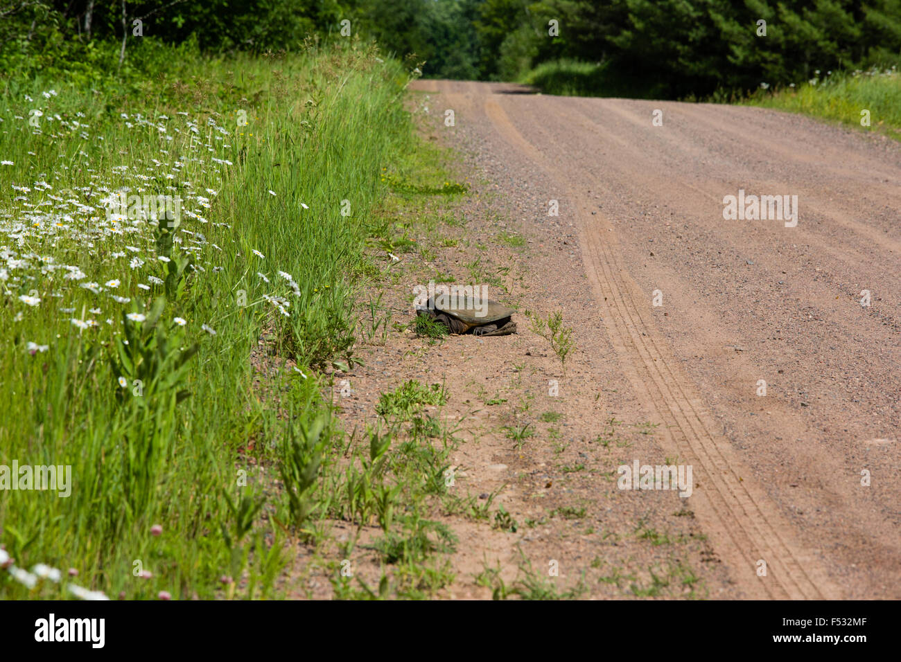 Common snapping turtle Stock Photo - Alamy