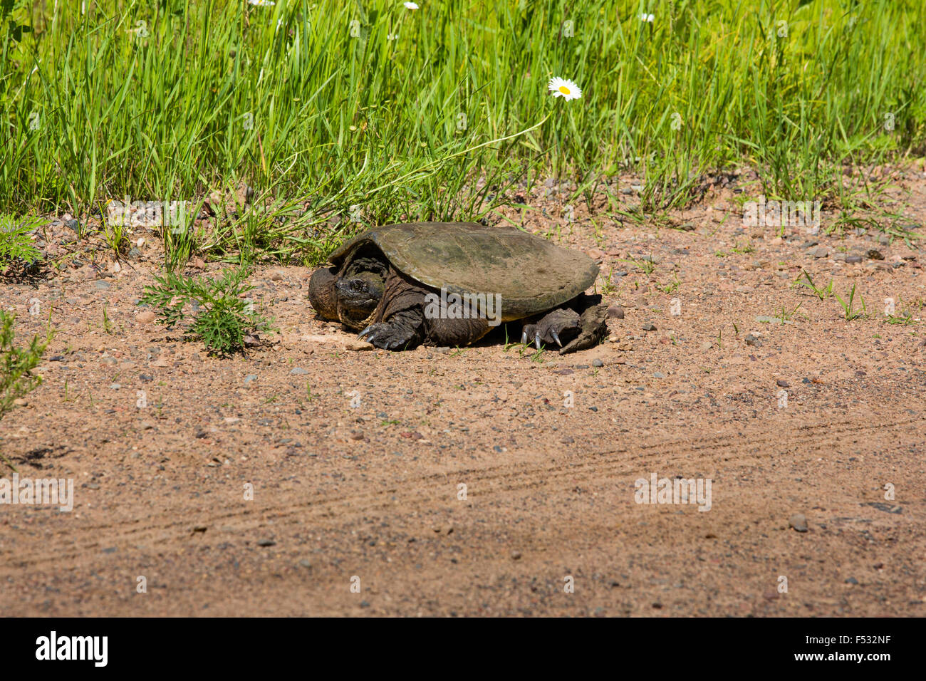 Common snapping turtle Stock Photo - Alamy