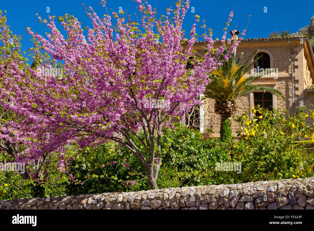 Lemon tree majorca island spain hi-res stock photography and images - Alamy