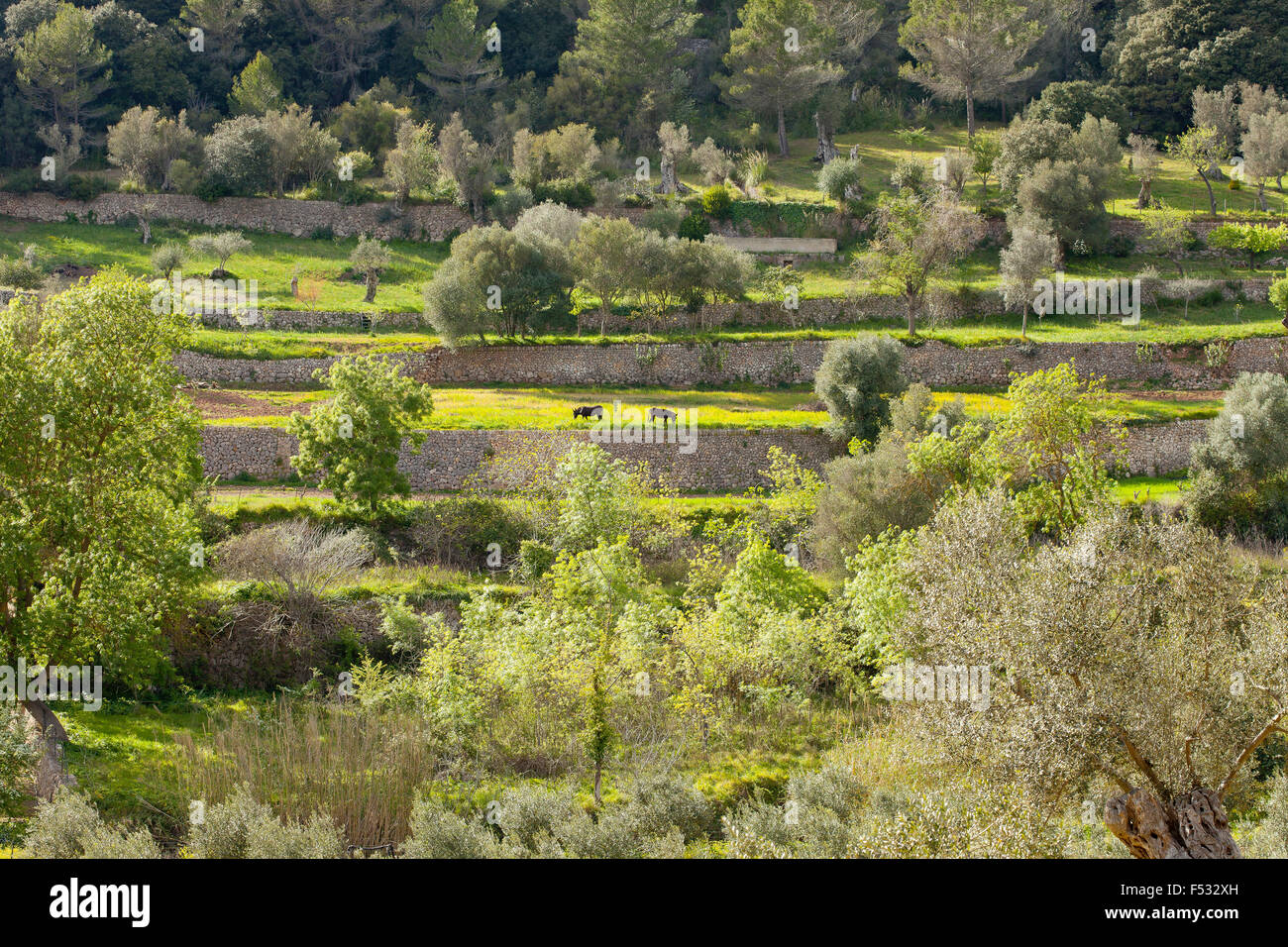 Spanish Balearic Islands, Island Majorca, Serra de Tramuntana, terrace ...