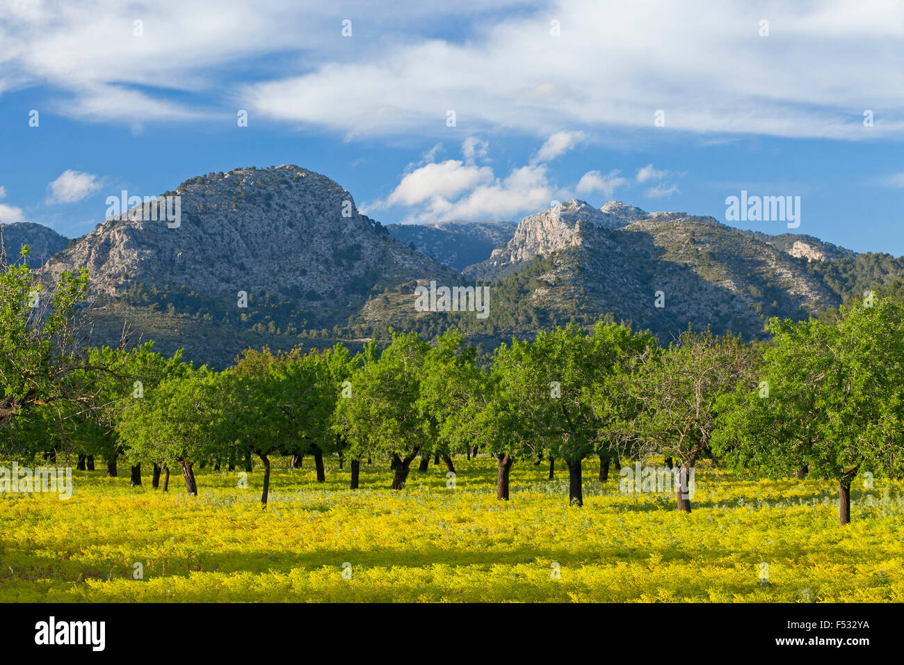 Spanish Balearic Islands, Island Majorca, olive grove infront of the ...