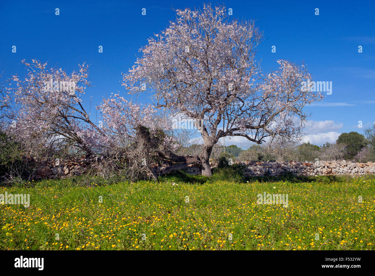Europe, Spain, Majorca, meadow, almond, almond blossom, yellow flowers ...