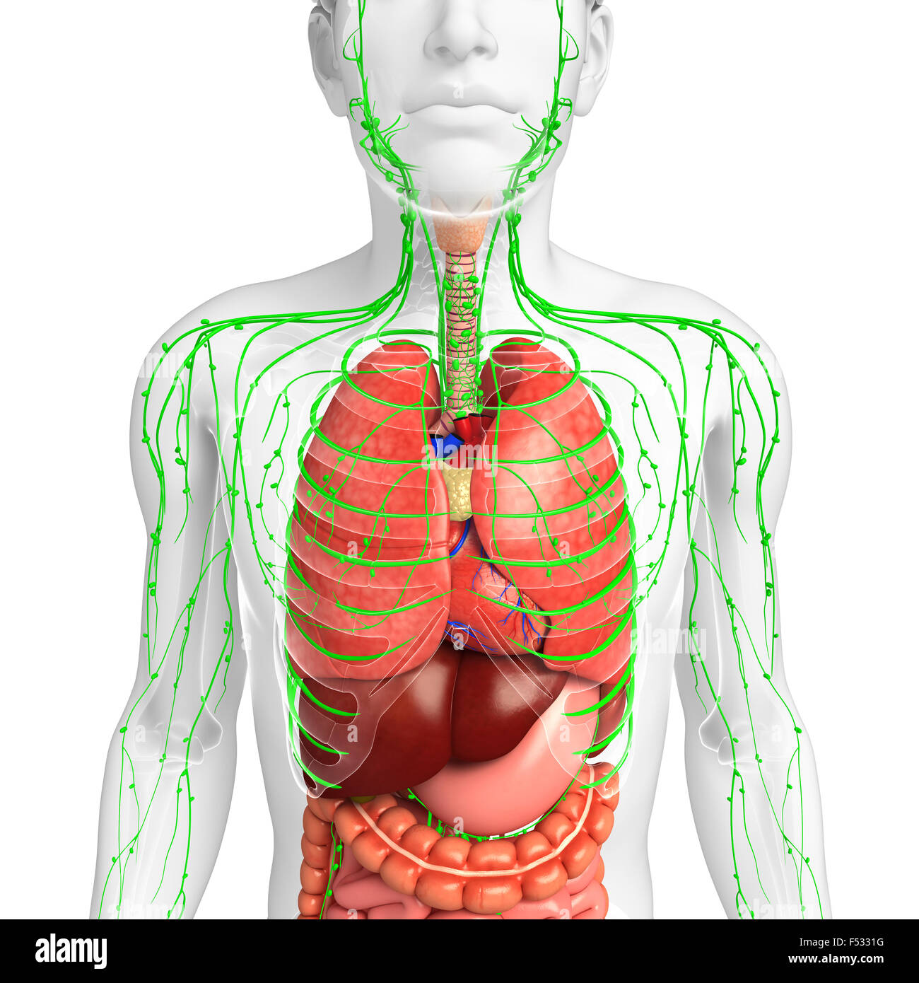Thoracic lymphatic system artwork hi-res stock photography and images ...