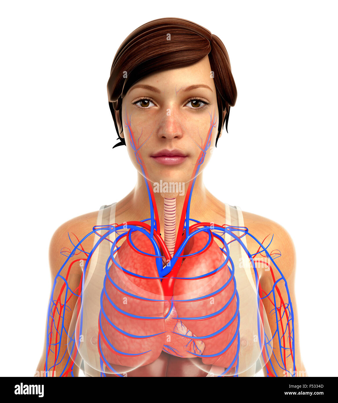 3d rendered illustration of human body Stock Photo - Alamy