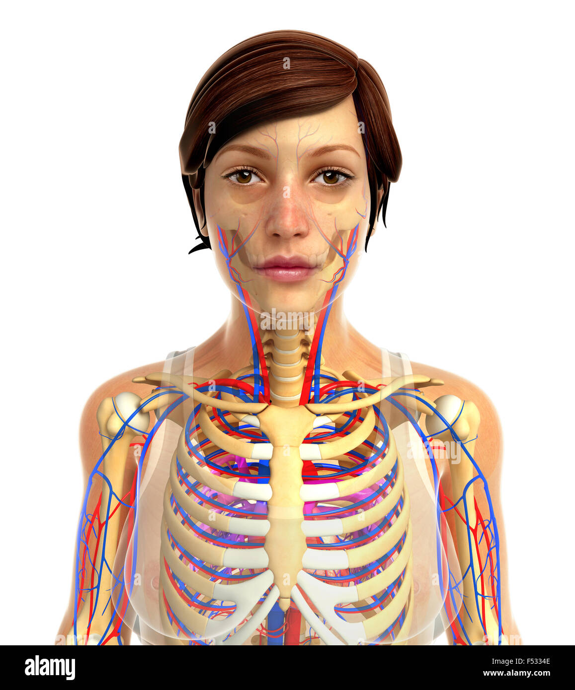 3d rendered illustration of human body Stock Photo - Alamy