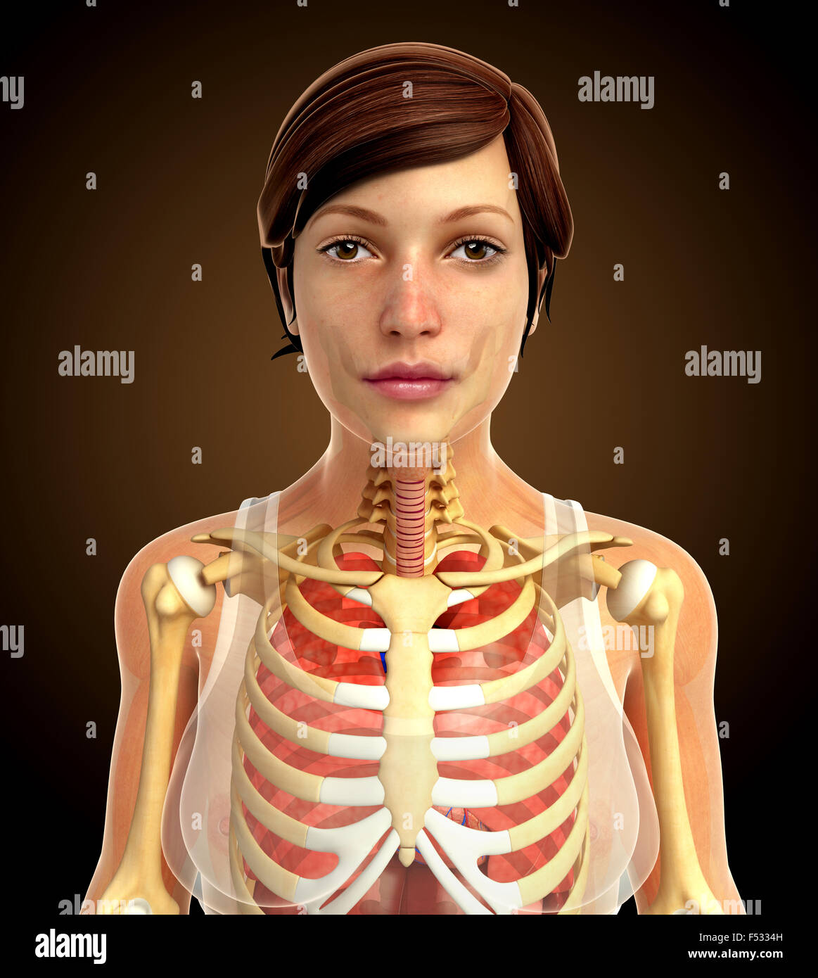 3d rendered illustration of human body Stock Photo - Alamy