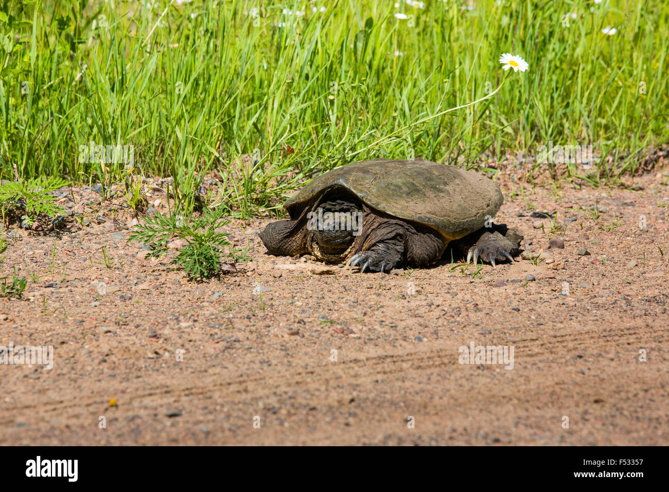Snapping turtle close hi-res stock photography and images - Alamy