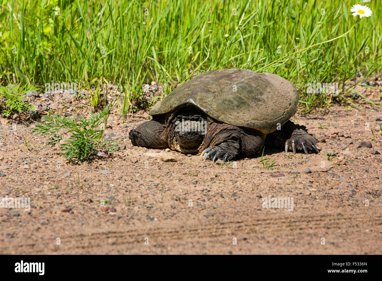 Common snapping turtle Stock Photo - Alamy