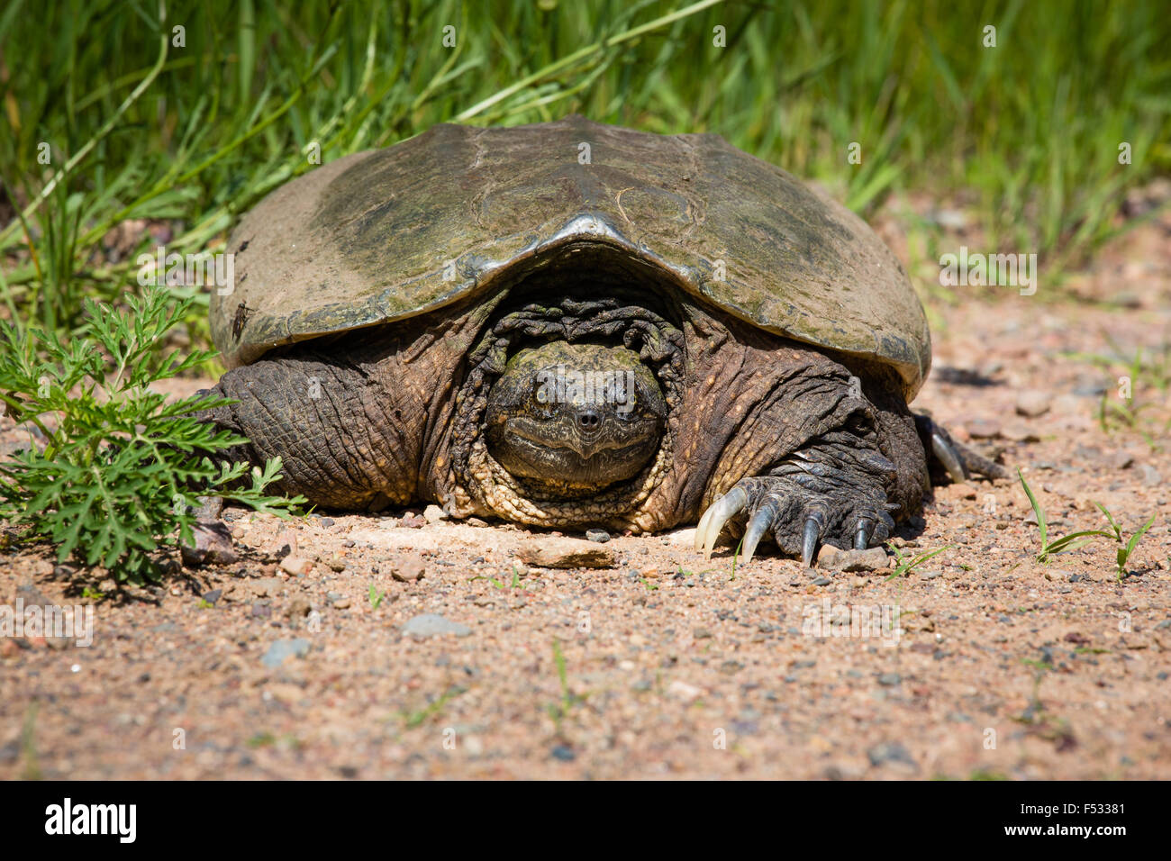 Snapping turtle close up wildlife hi-res stock photography and images ...