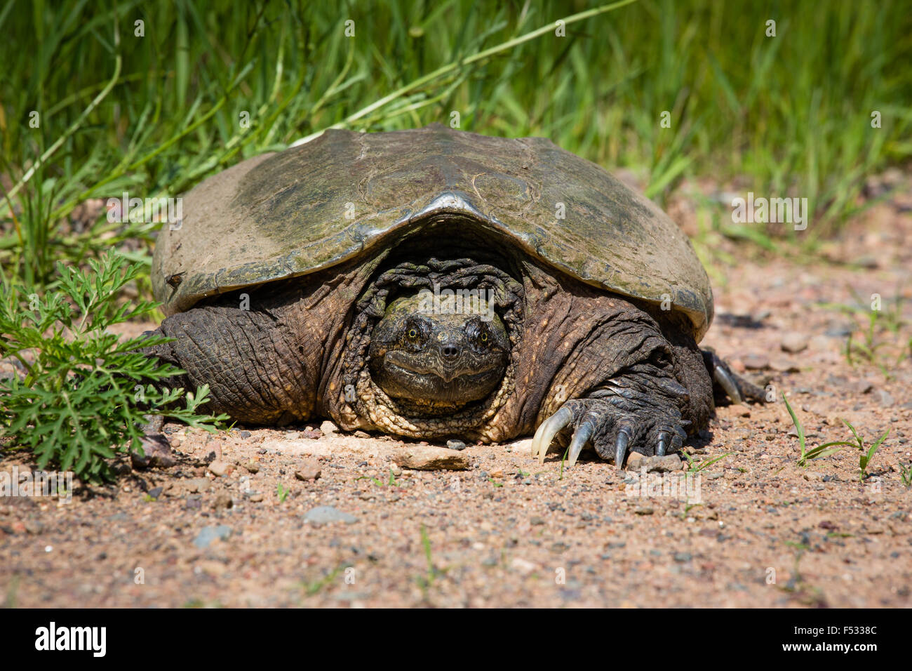 Common snapping turtle Stock Photo - Alamy