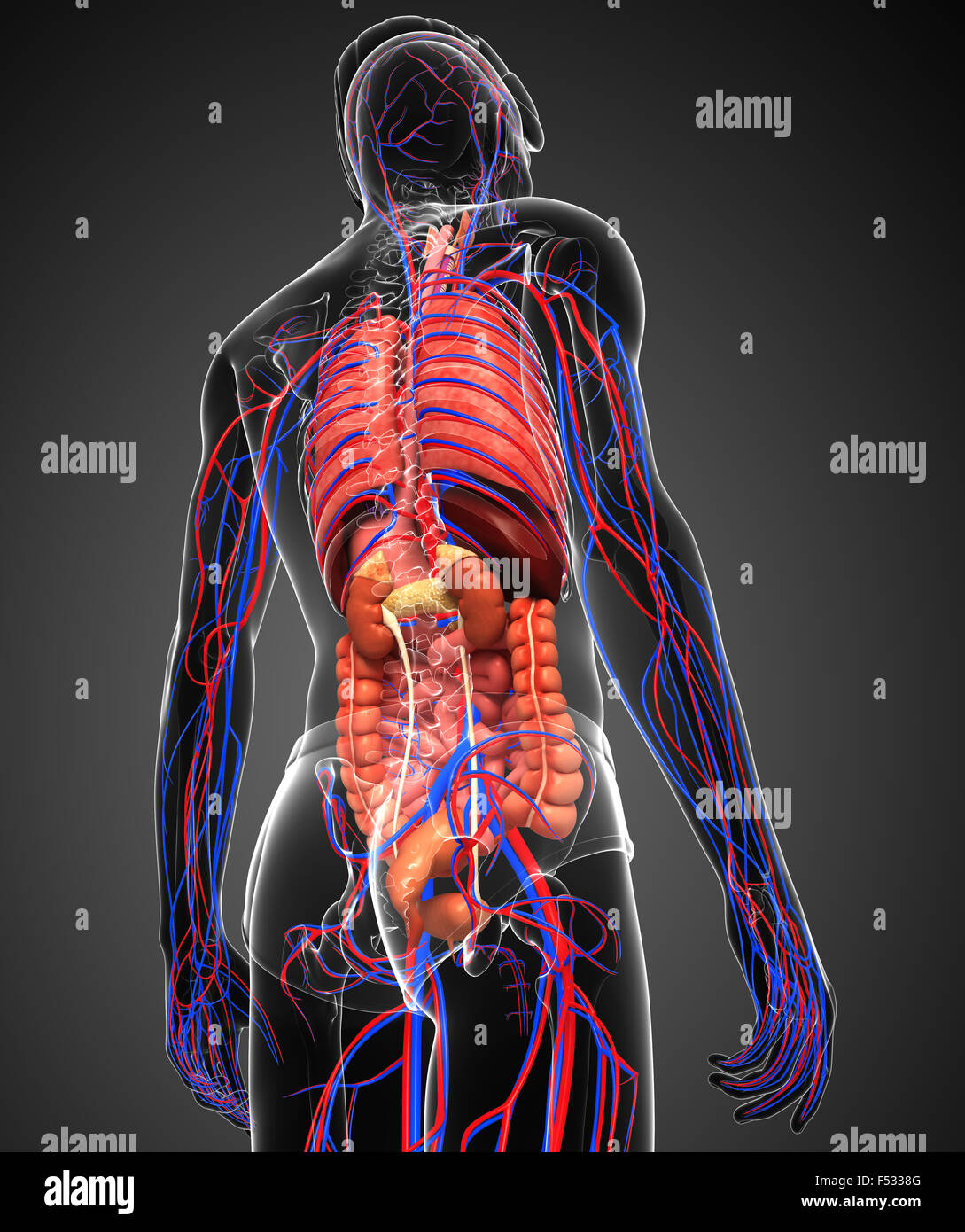 Veins of the abdominal organs hi-res stock photography and images - Alamy