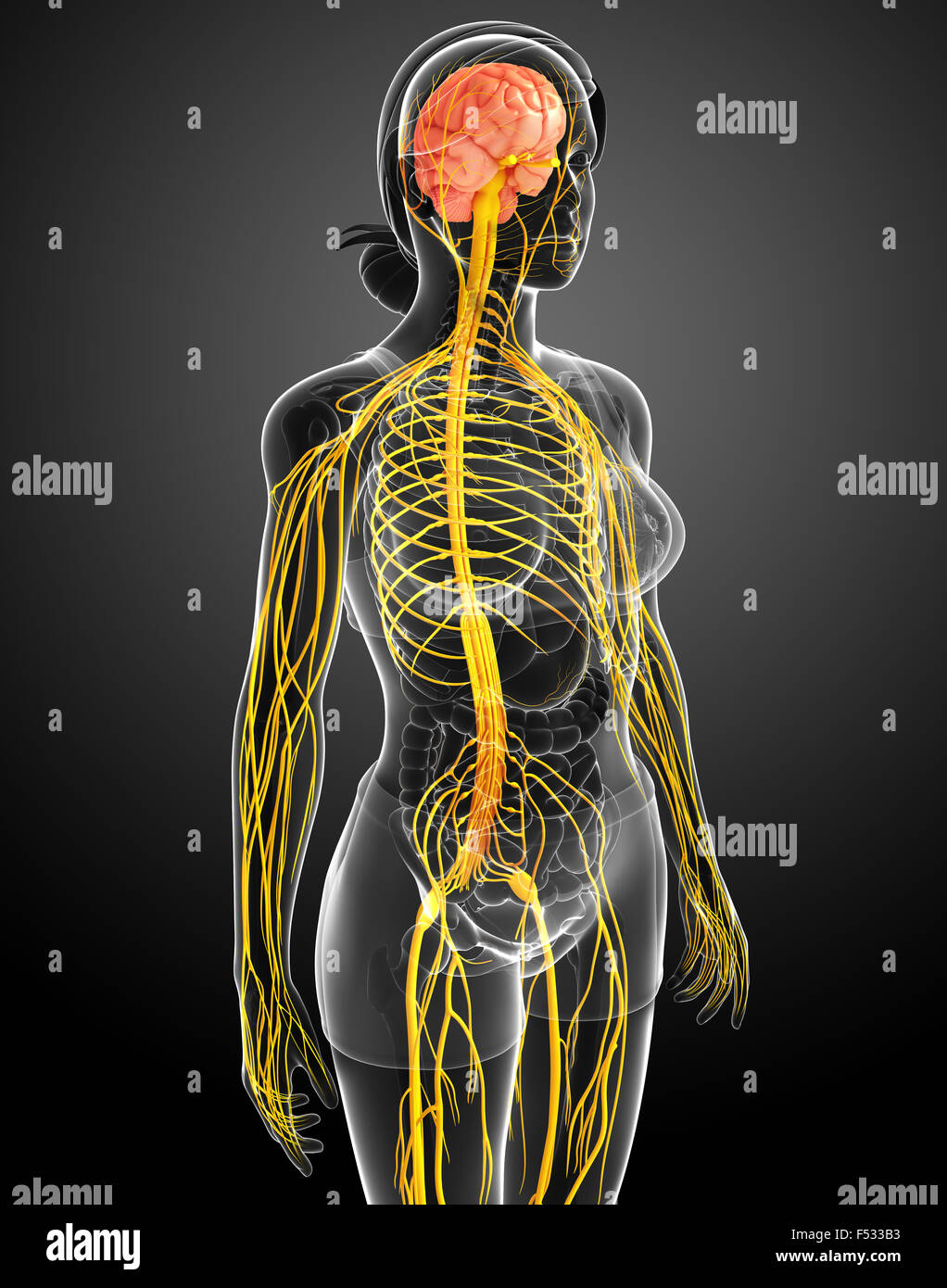 Illustration of Female nervous system artwork Stock Photo - Alamy