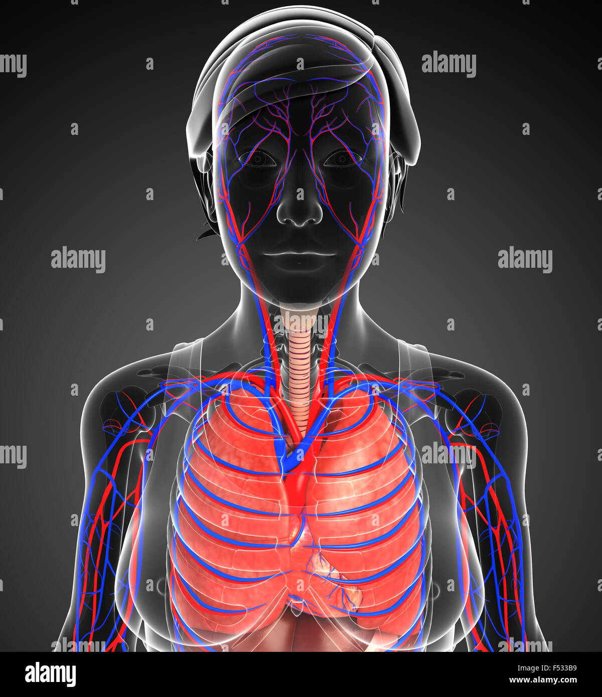 Illustration of female respiratory hi-res stock photography and images ...