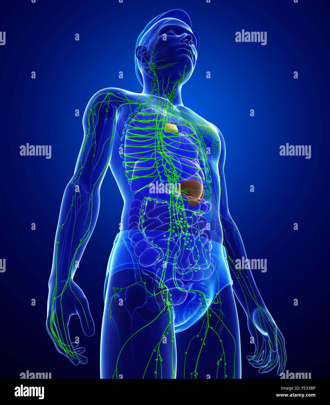 Illustration of male body lymphatic system Stock Photo - Alamy