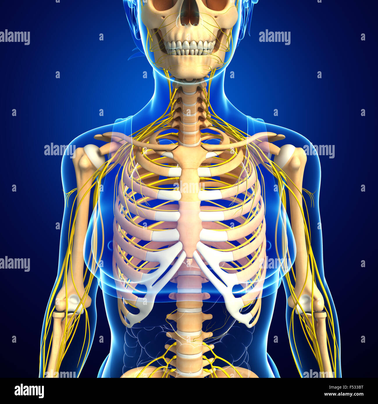 Illustration of female ribcage with nervous system Stock Photo - Alamy