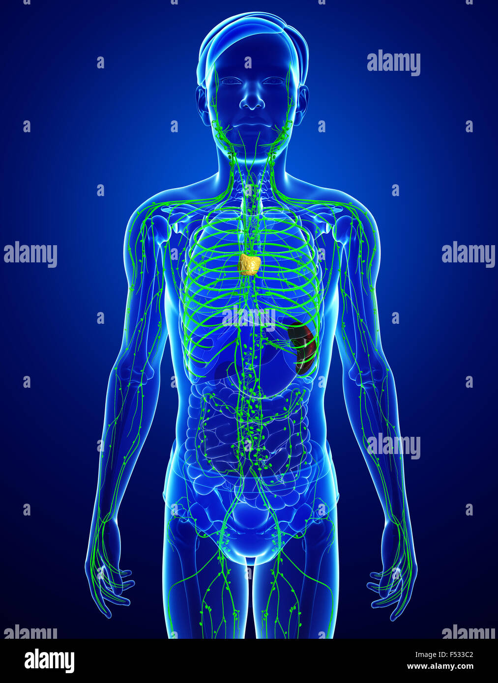 Illustration of male body lymphatic system Stock Photo - Alamy