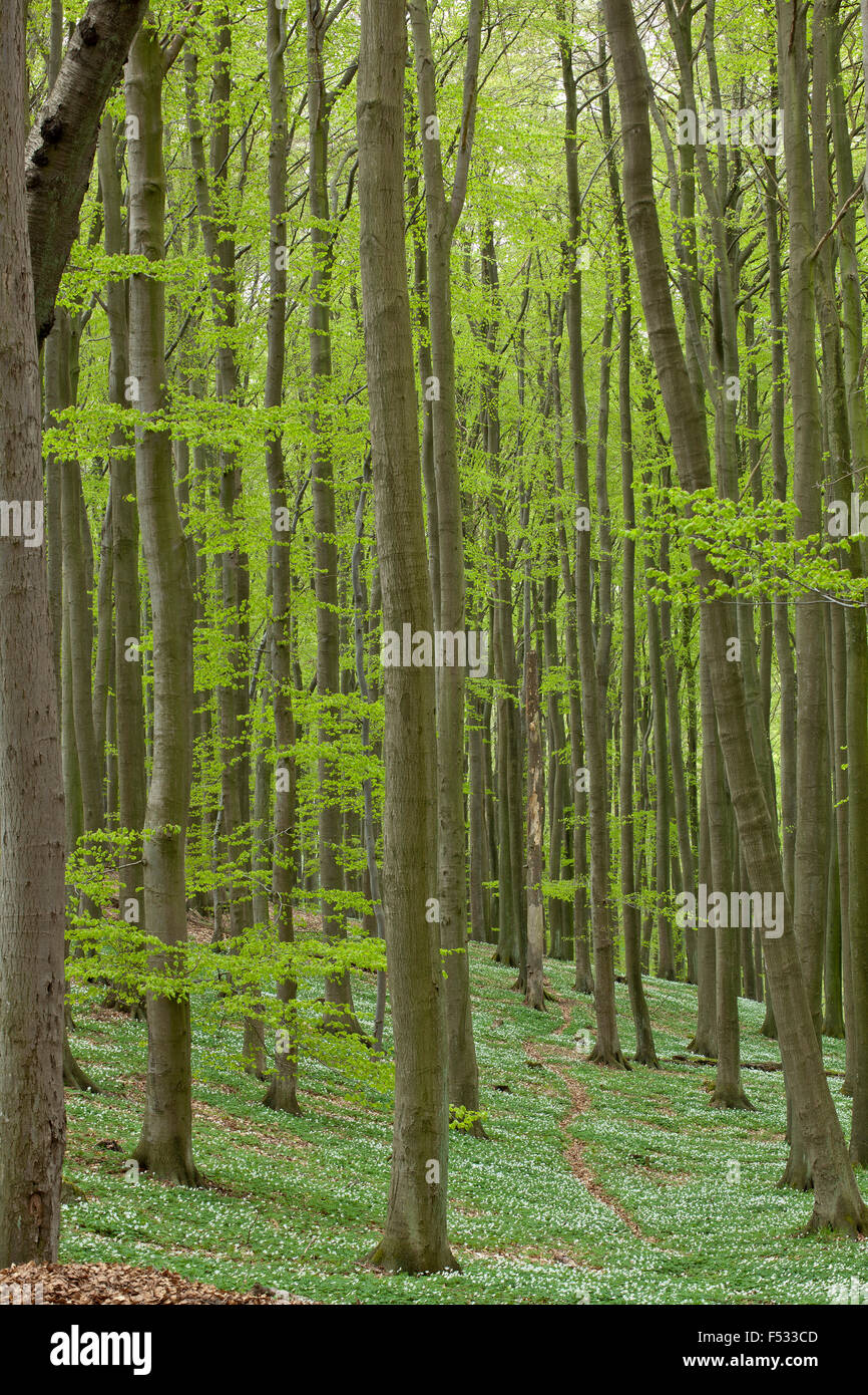 Europe, Germany, Mecklenburg-Western Pomerania, Baltic Sea Island Rügen ...