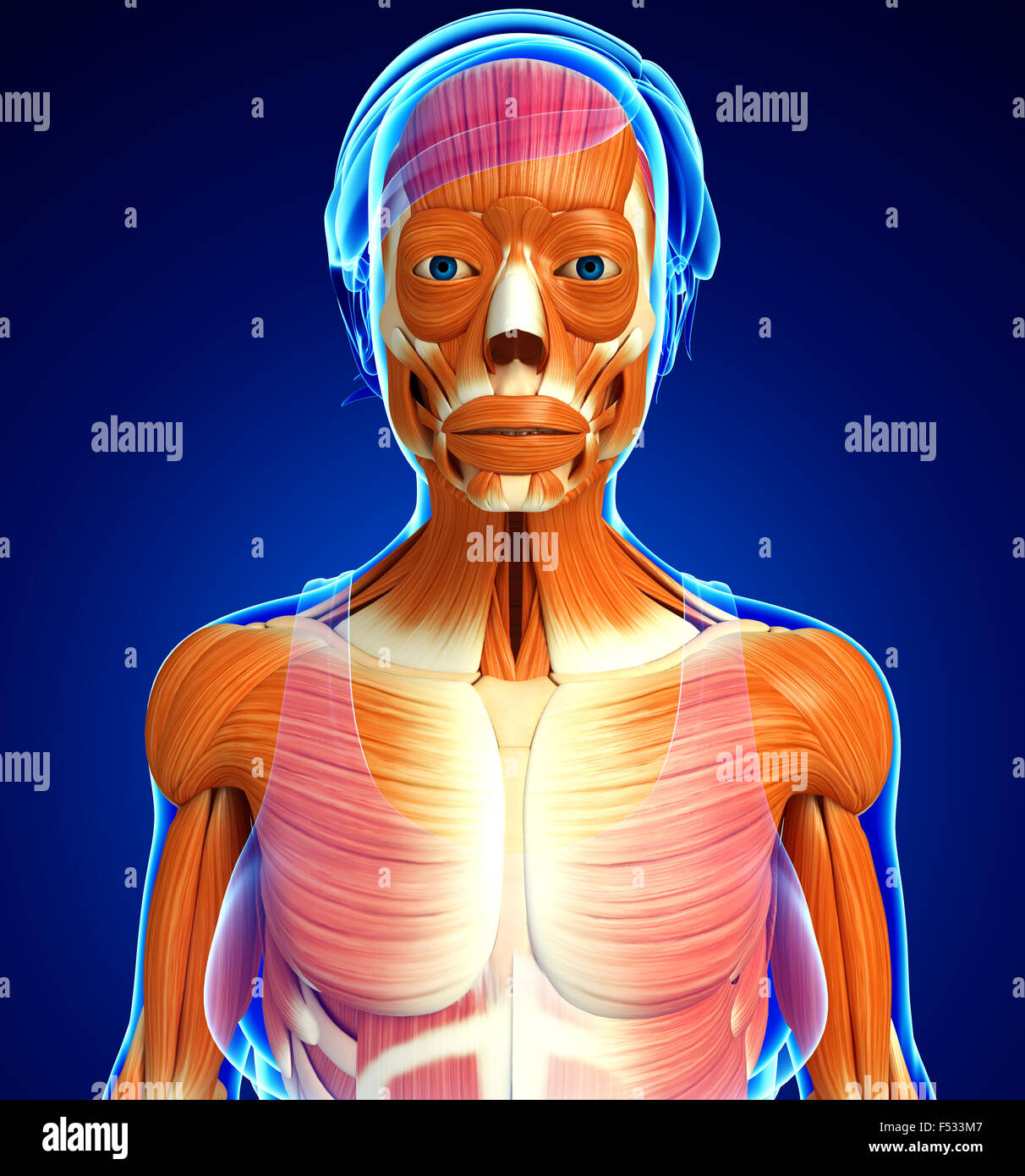 3d rendered illustration of human body Stock Photo - Alamy