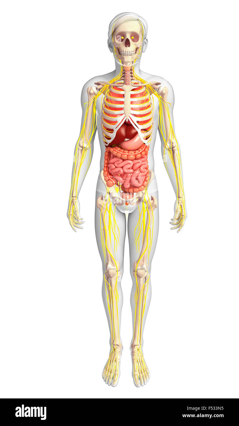 Illustration of human skeleton with nervous and digestive system ...
