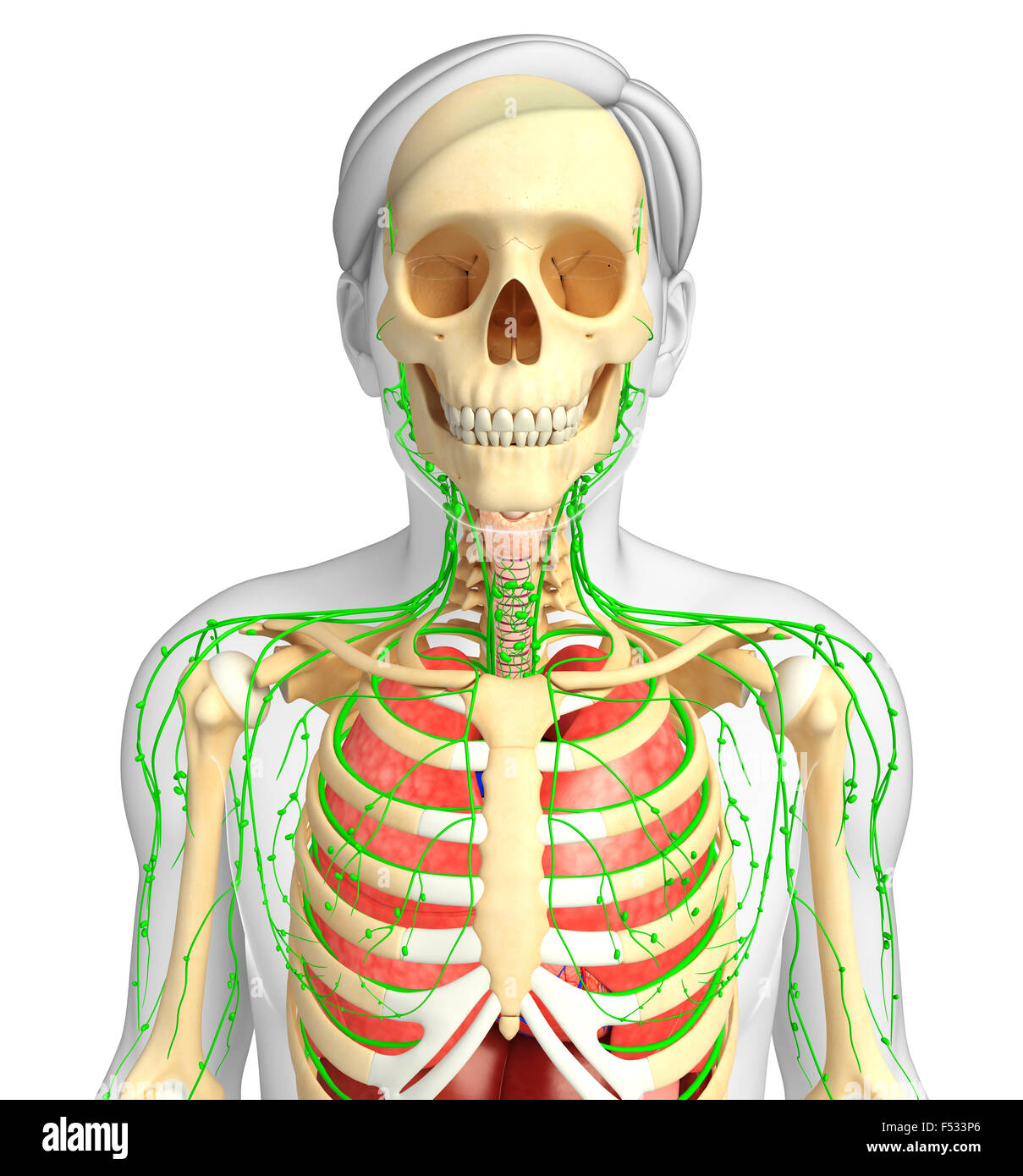 Illustration of Male body lymphatic and respiratory system artwork ...